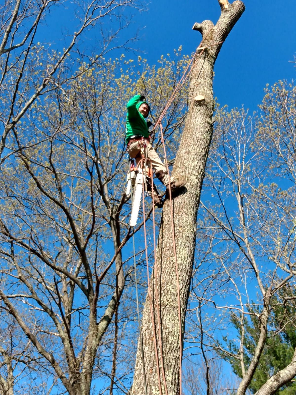 Optimus Tree Service and Landscaping | Tree Removal North Providence