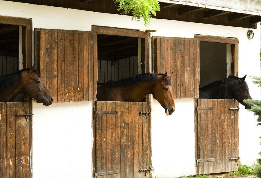 High Horse Stables | Horse Boarding and Breeding Manhattan