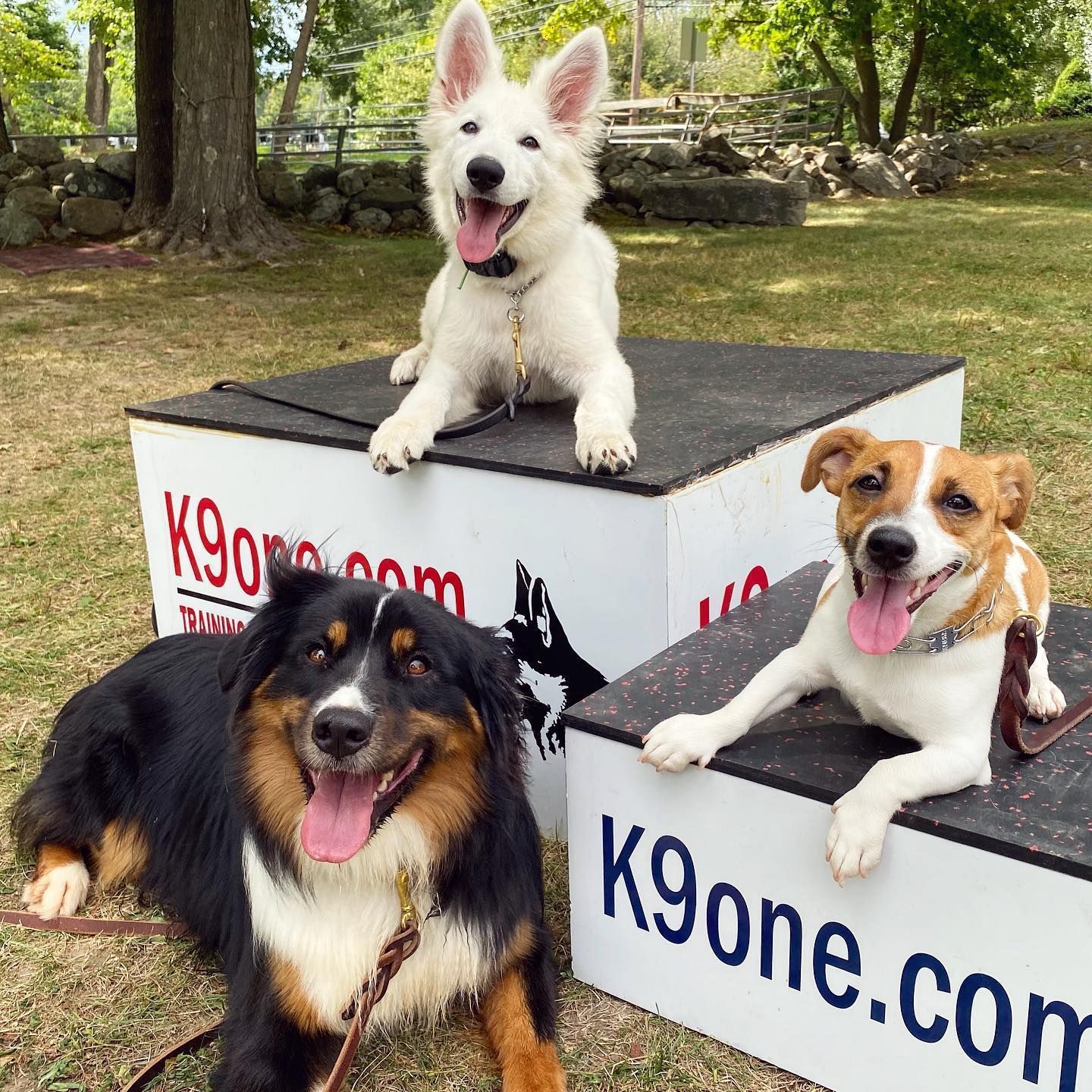 Dog Trainers | K9one @ Stonehill Kennel | Goshen, CT