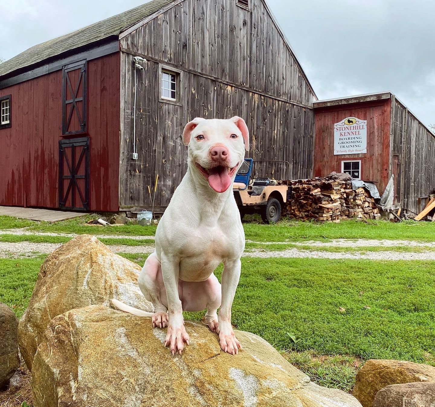 Dog Trainers | K9one @ Stonehill Kennel | Goshen, CT