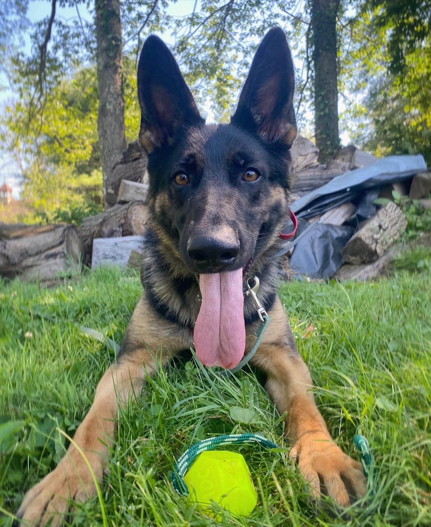 Dog Trainers | K9one @ Stonehill Kennel | Goshen, CT