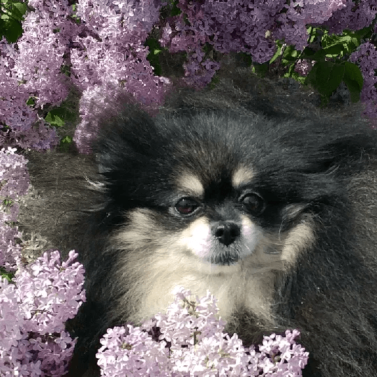 Dogs in Bloom Photo Contest