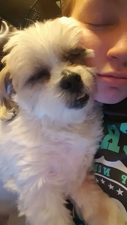 "Dozy Dogs" Photo Contest