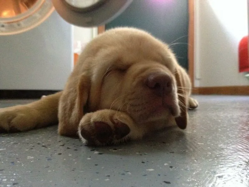 "Dozy Dogs" Photo Contest