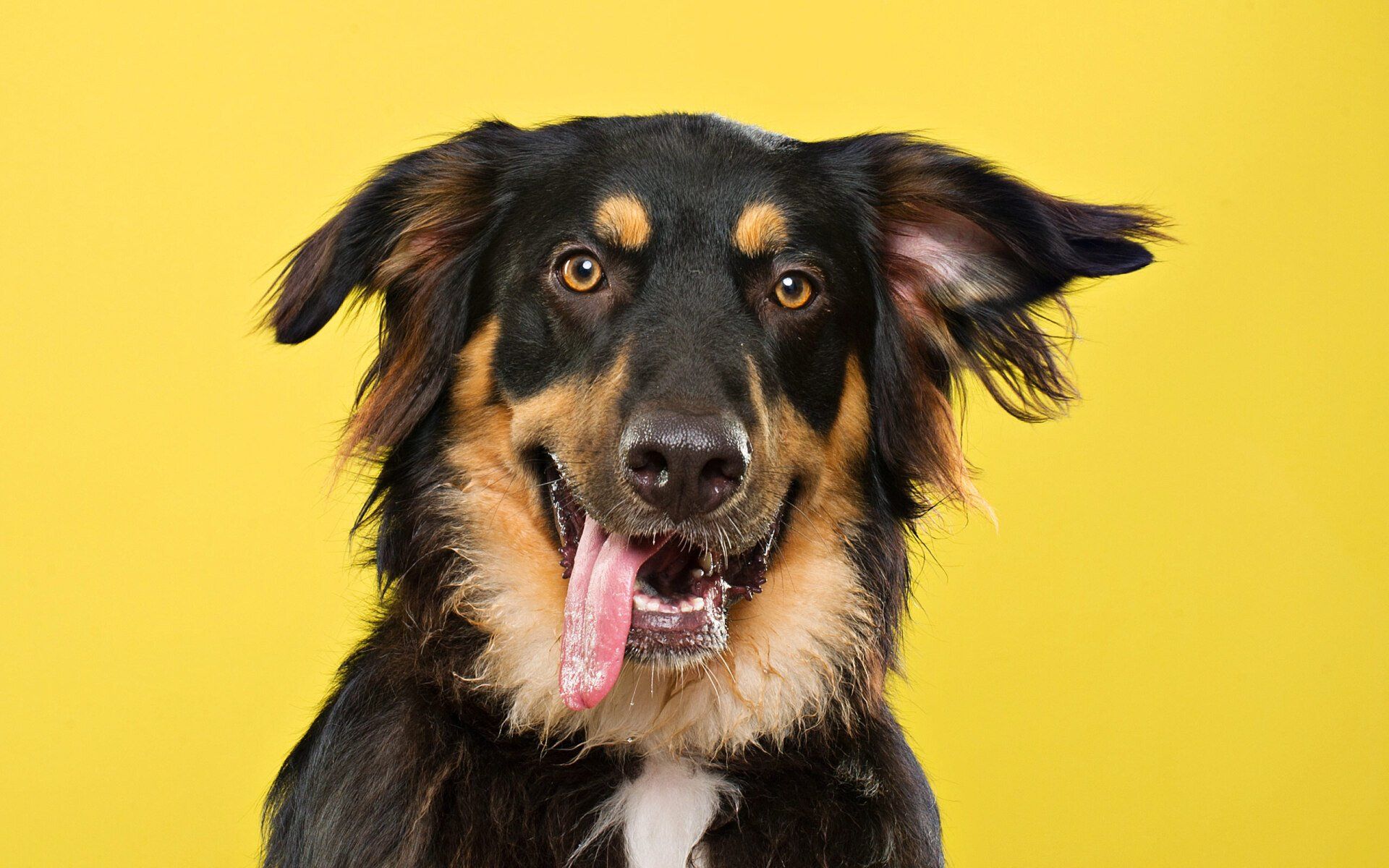 Canine Crews | Dog Daycare | Chicago, IL