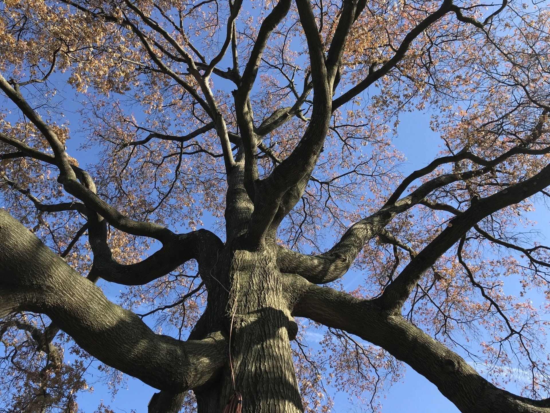 Tree Service High Bridge, Clinton, Annandale, NJ | Countryside Tree ...