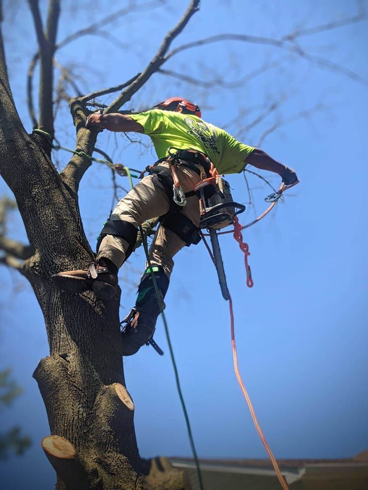 Tree Removal Franklin | Greenwood | Brown's Tree Service LLC