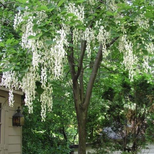 Tree Care Crestview Tree And Landscape Service Inc. Far Hills NJ