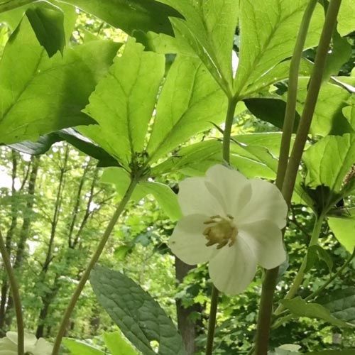 Tree Care Crestview Tree And Landscape Service Inc. Far Hills NJ
