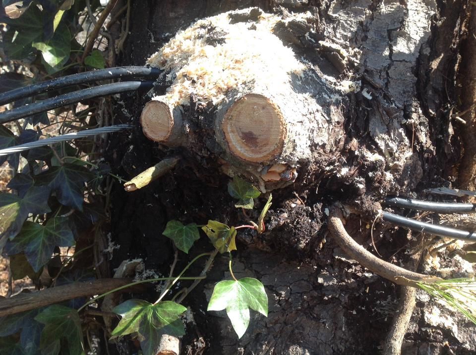 Tree Care Crestview Tree And Landscape Service Inc. Far Hills NJ