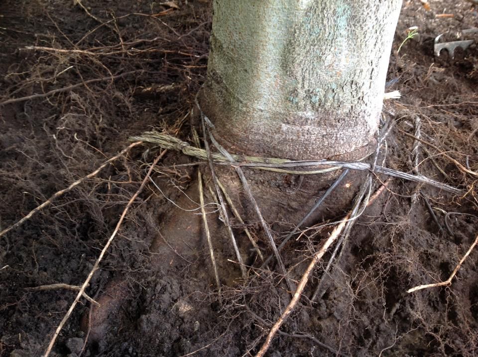 Tree Care Crestview Tree And Landscape Service Inc. Far Hills NJ