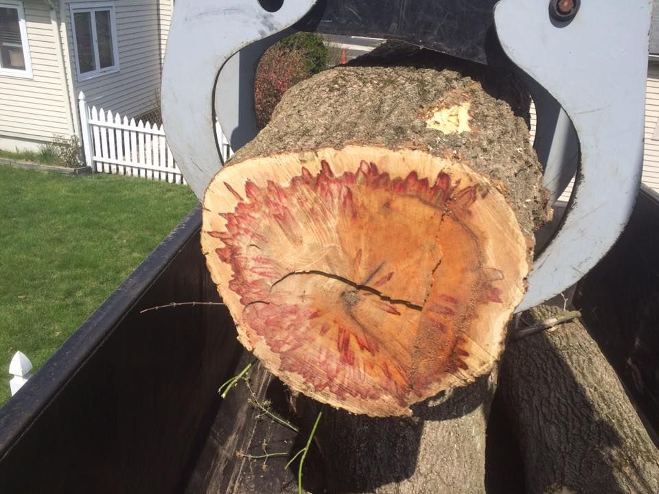 Tree Care Crestview Tree And Landscape Service Inc. Far Hills NJ