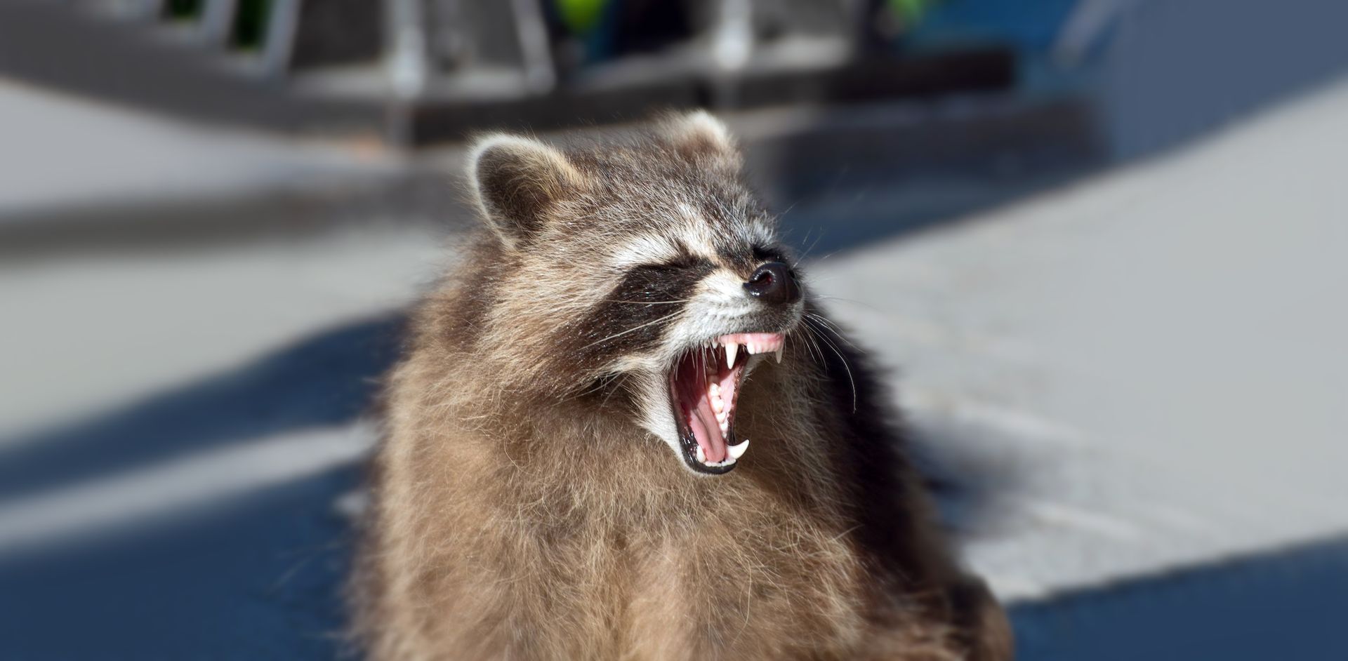 Opossum Removal | Opossum Control | Opossum Trapping | Southeast WI