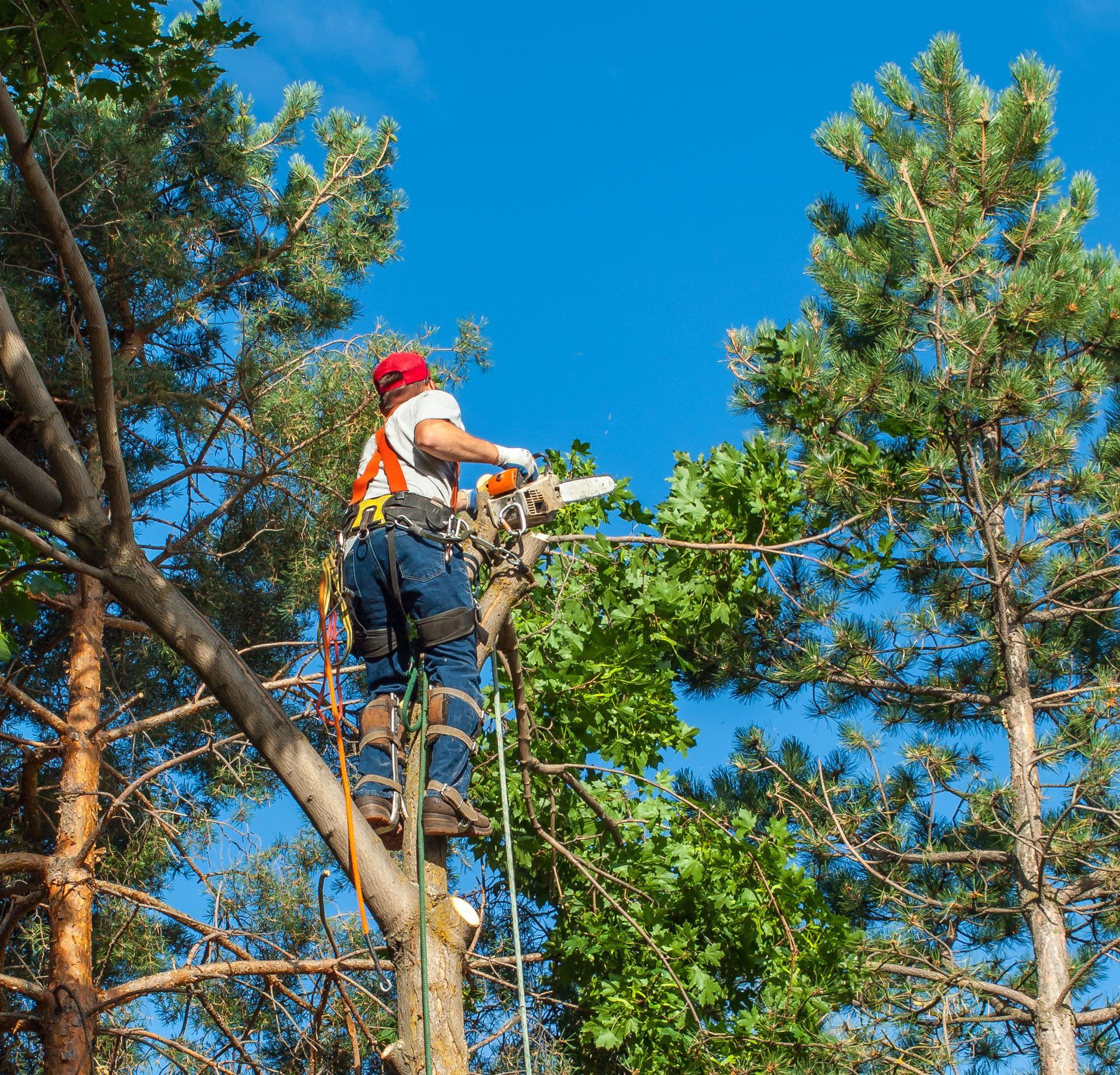 Tree Trimming and Removal | Valparaiso, FL