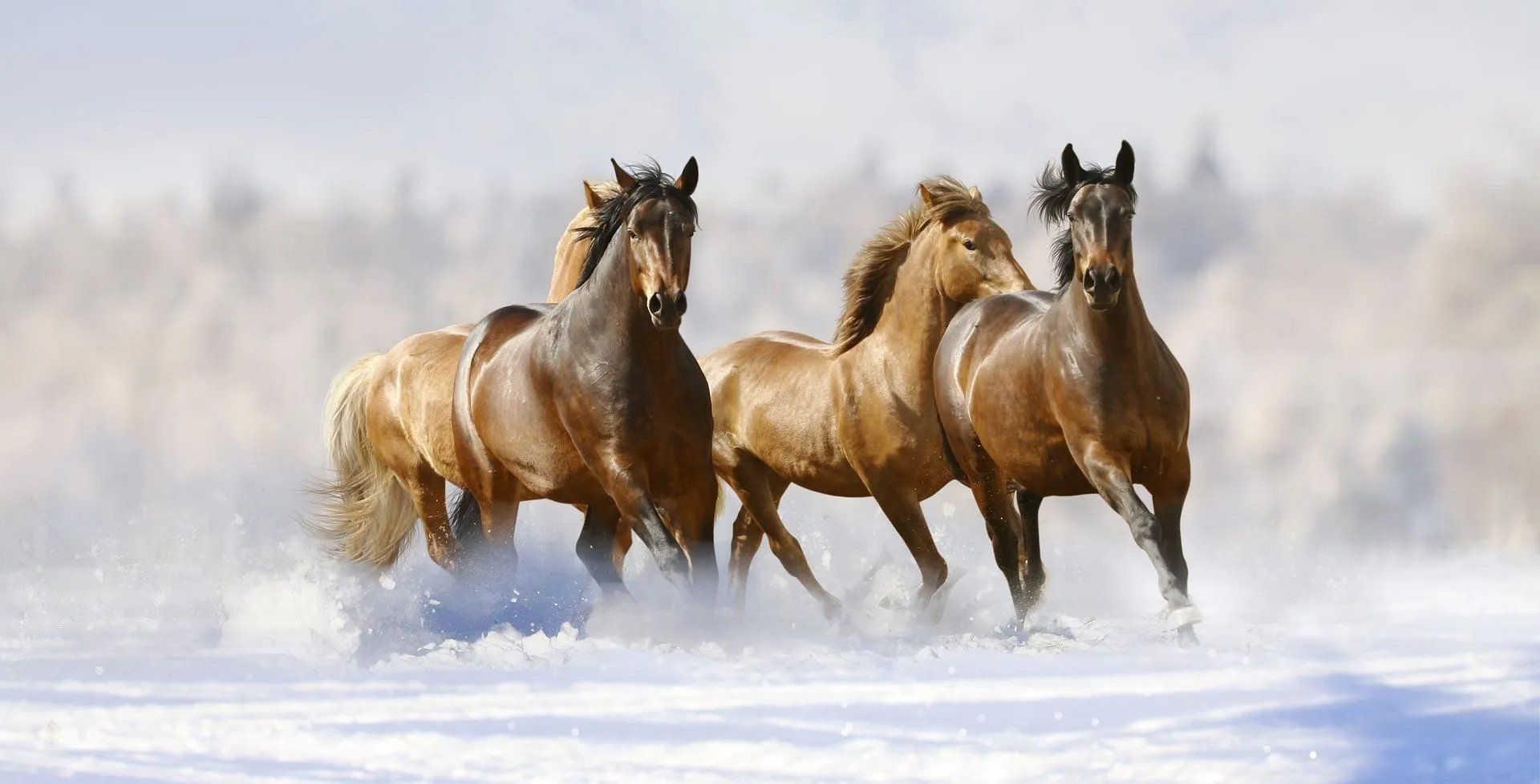 DeNaples Equine Services Photo Gallery | Moscow, PA
