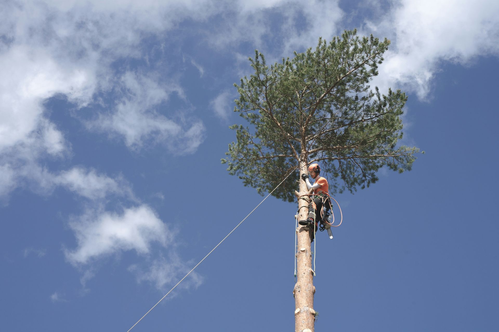 Tree Service Companies Bradenton, FL | Sarasota, FL