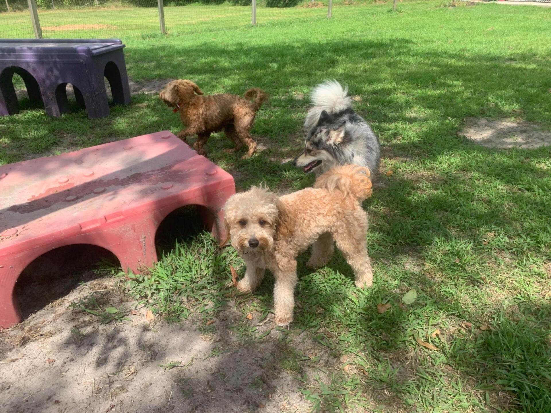All Seasons Pet Resort Dog Daycare Rates Freehold NJ all-seasons-pet-resort-dog-daycare-rates-freehold-nj