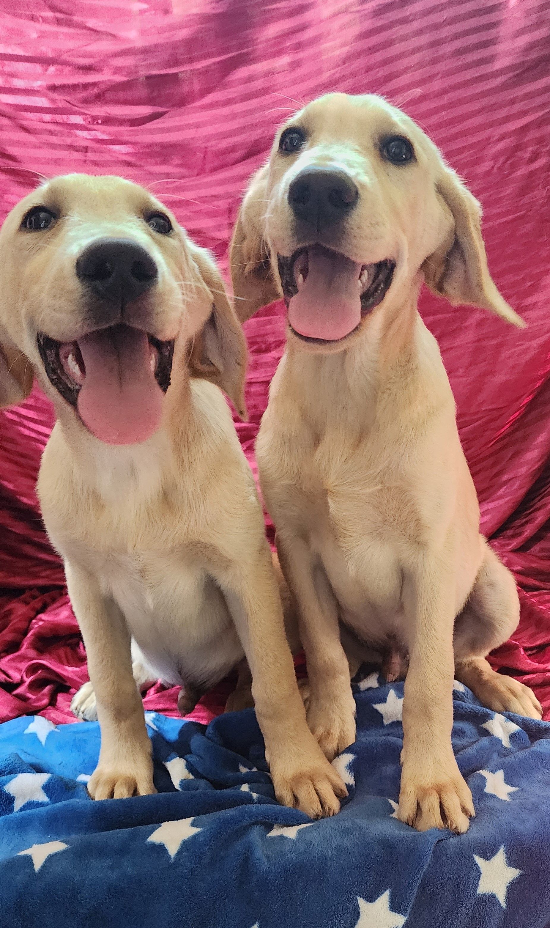 Golden Lab Puppies | Sayre, PA