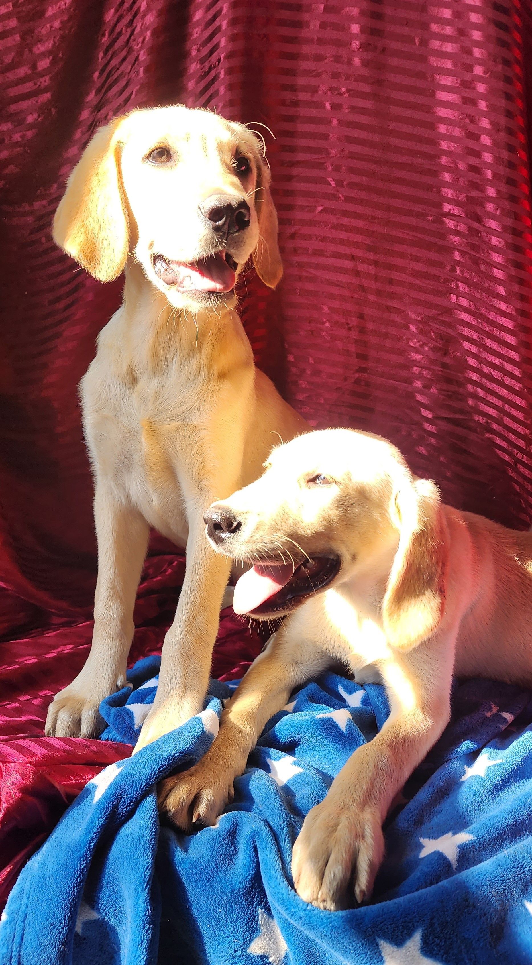 Golden Lab Puppies | Sayre, PA