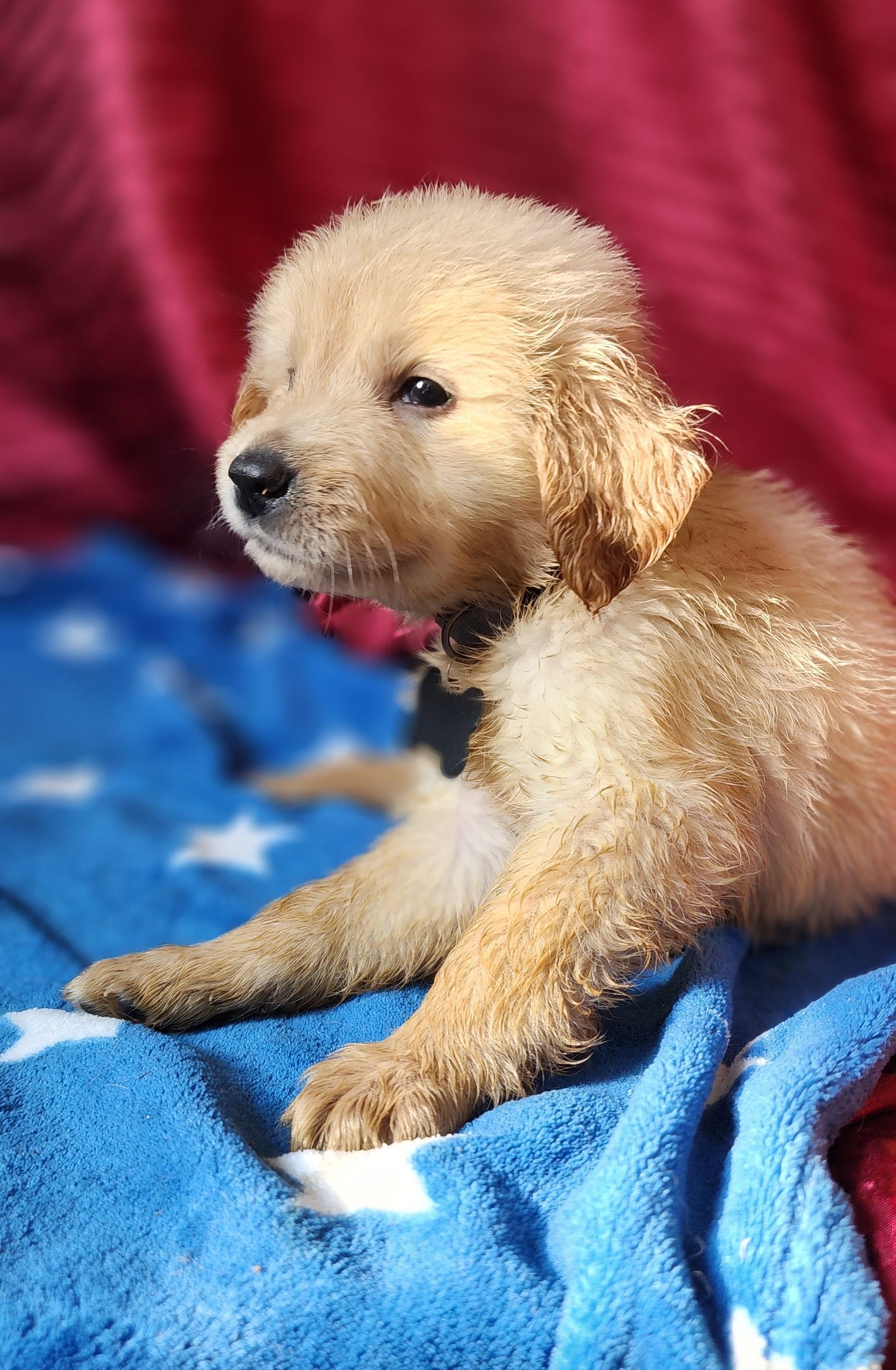 Golden Lab Puppies | Sayre, PA