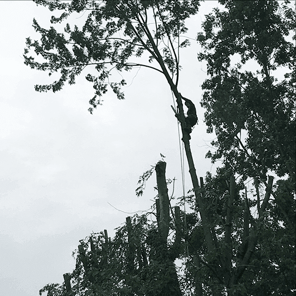 Enriquez Tree Service | Tree Care | Freehold, NJ