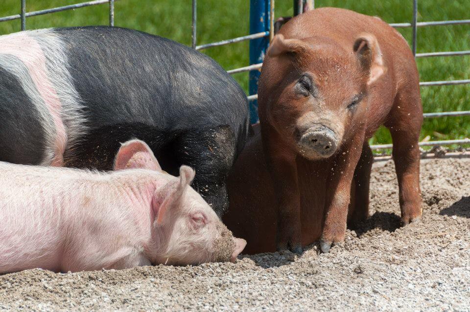 Petting Zoo Chicago | Milwaukee | Green Meadows Petting Farm