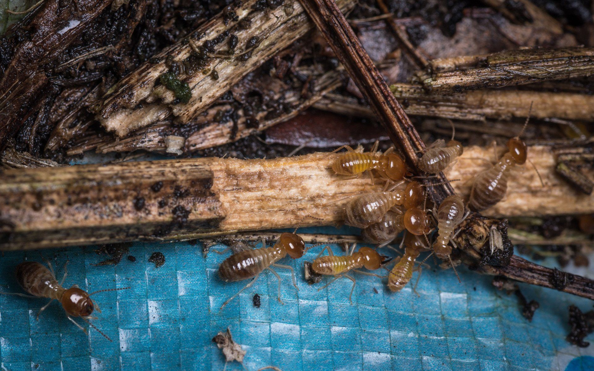 Contact Priority1 Termite & Pest Control | Whippany, NJ