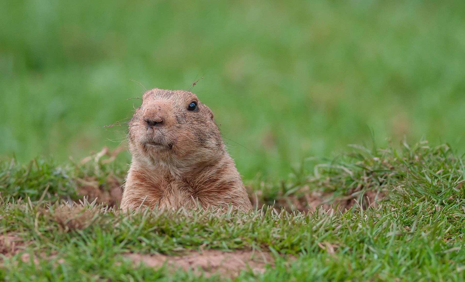 Gopher Control Services | Yucaipa and San Bernardino, CA