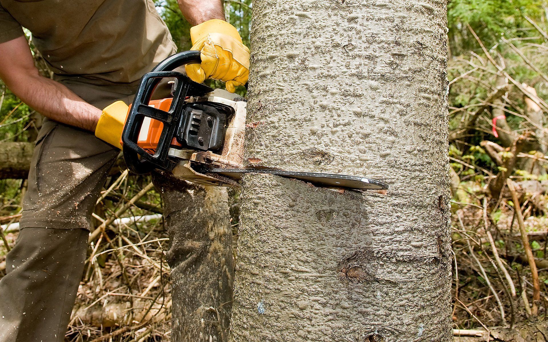 Request a Service From Varney's Tree Service | Ethel, WV