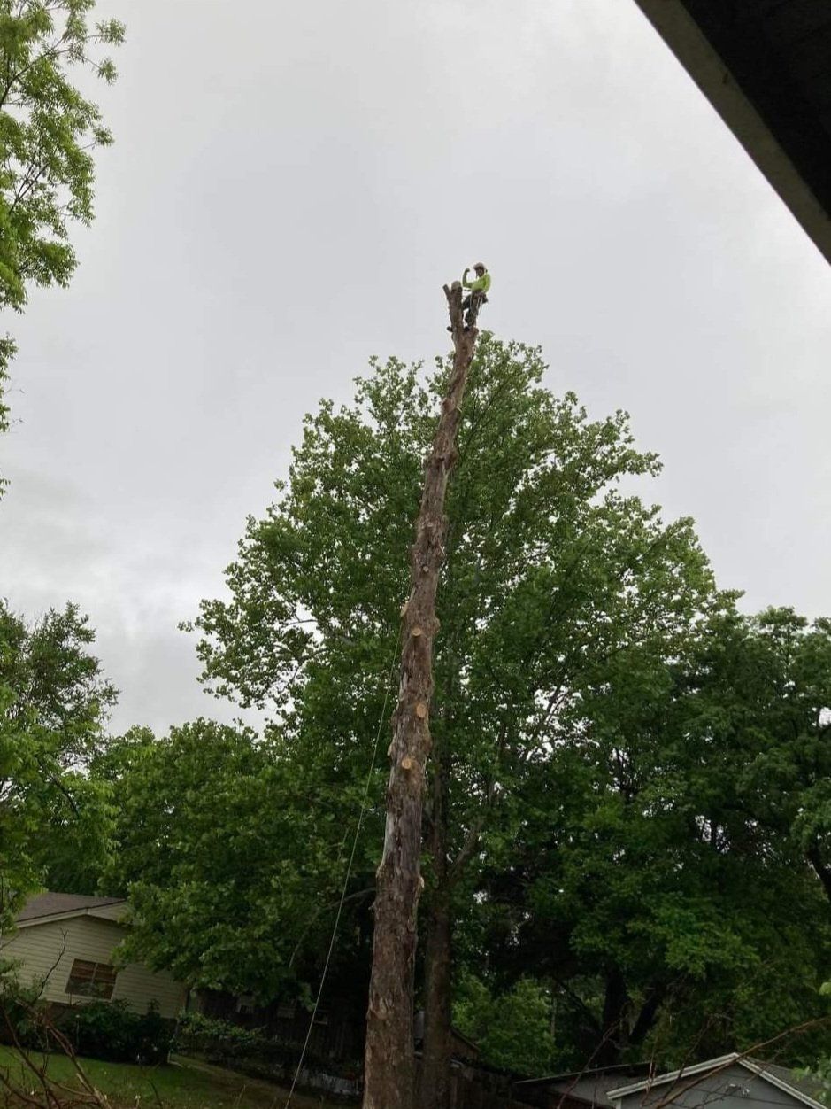 Tree Services | Mercer Tree Service LLC | Oklahoma City, OK