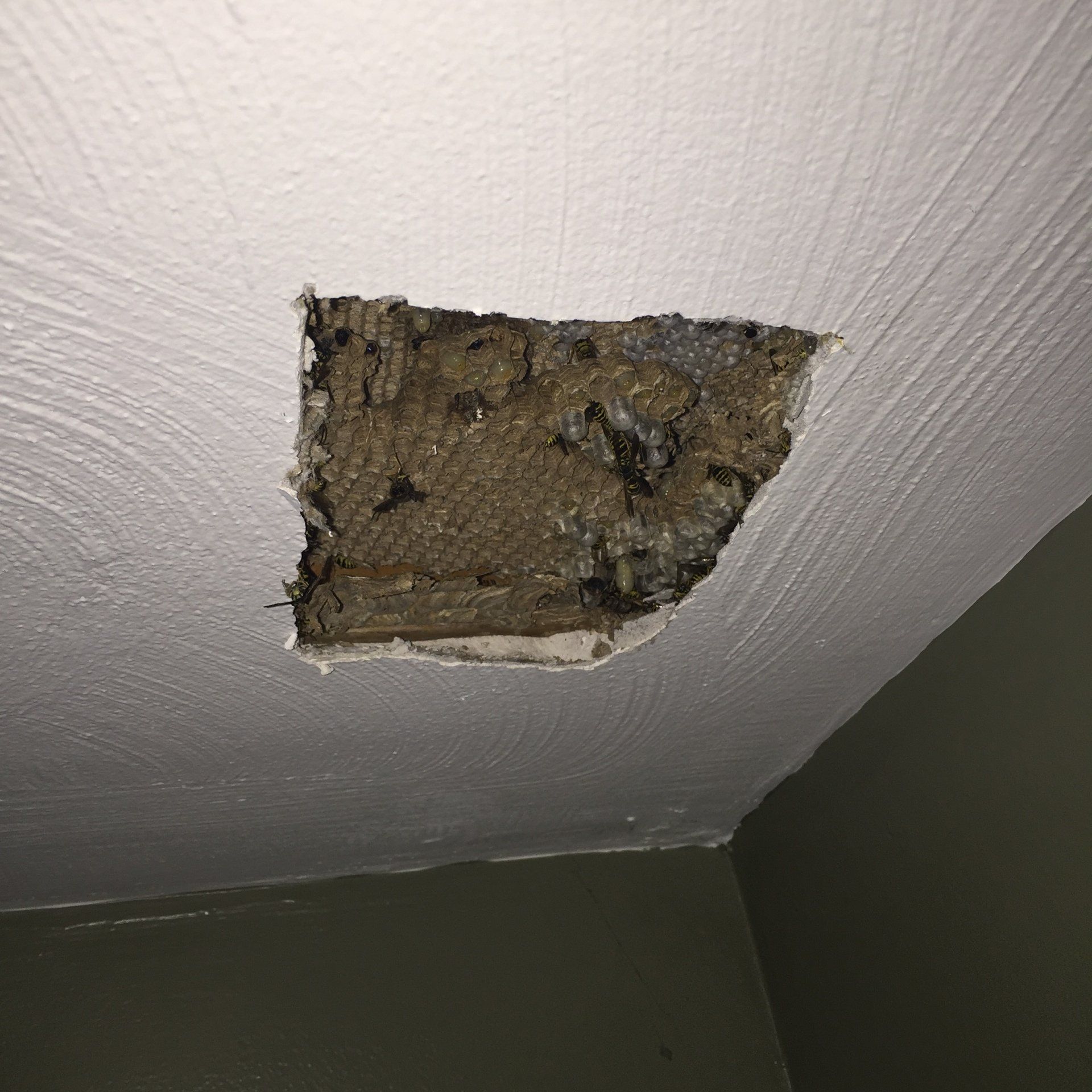 Yellow Jacket Control, Removal & Extermination Pittsburgh, Pennsylvania ...