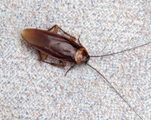 Insect and Rodent Facts | Cal King Pest Control