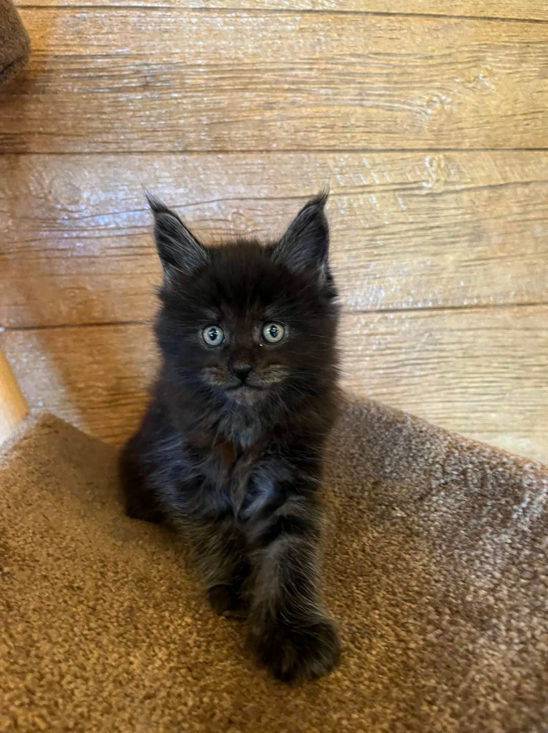 Maine Coon | Rocket City Coons