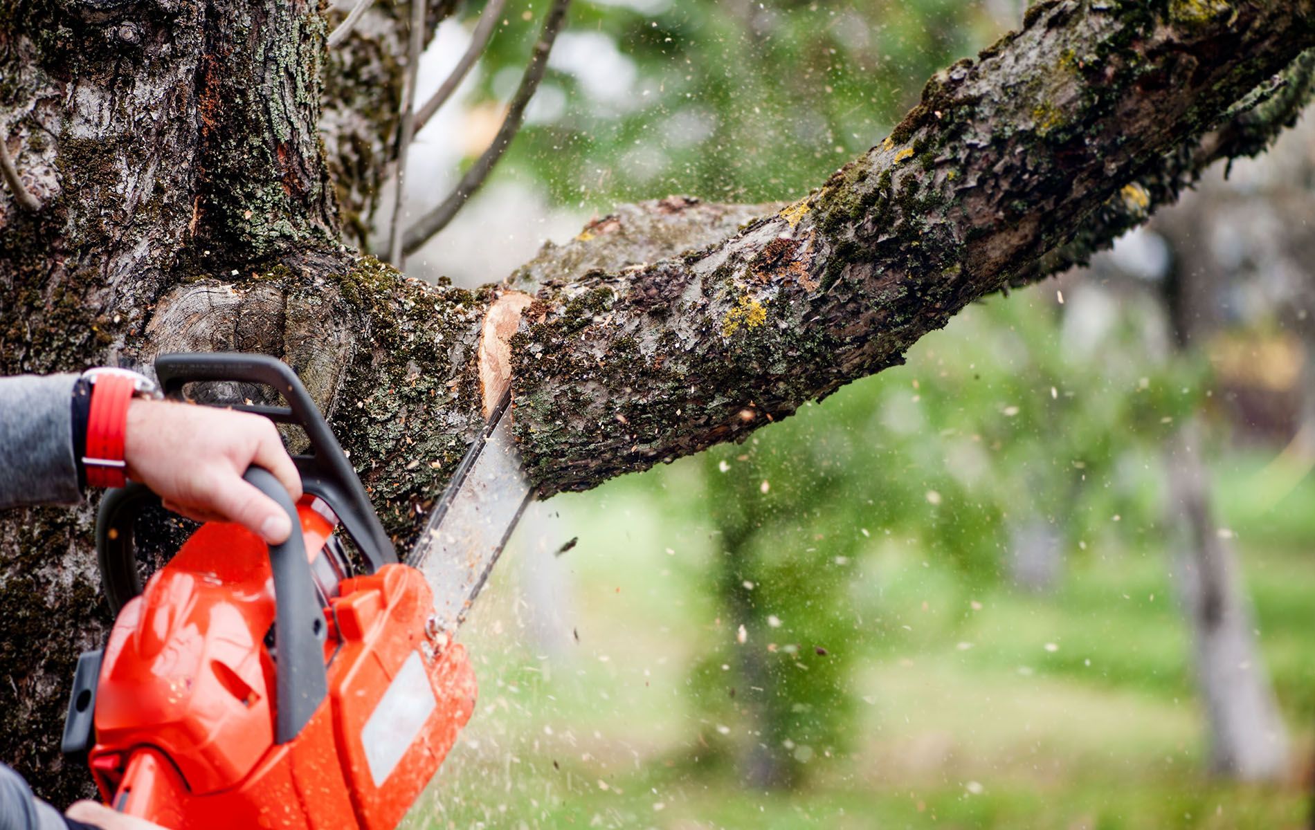 Rivas Tree Service | Gurnee