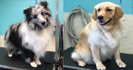 Pawsitively Paradise Pet Resort | Boarding | Angola, IN