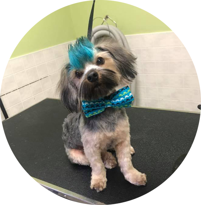 Pawsitively Paradise Pet Resort | Boarding | Angola, IN