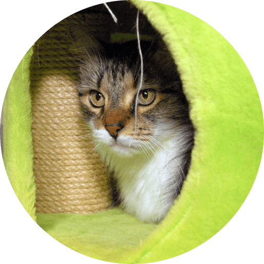 Pawsitively Paradise Pet Resort | Boarding | Angola, IN