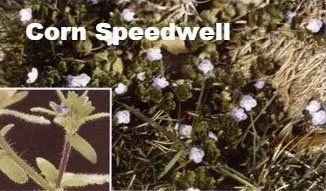 Sticky Weeds With Seeds