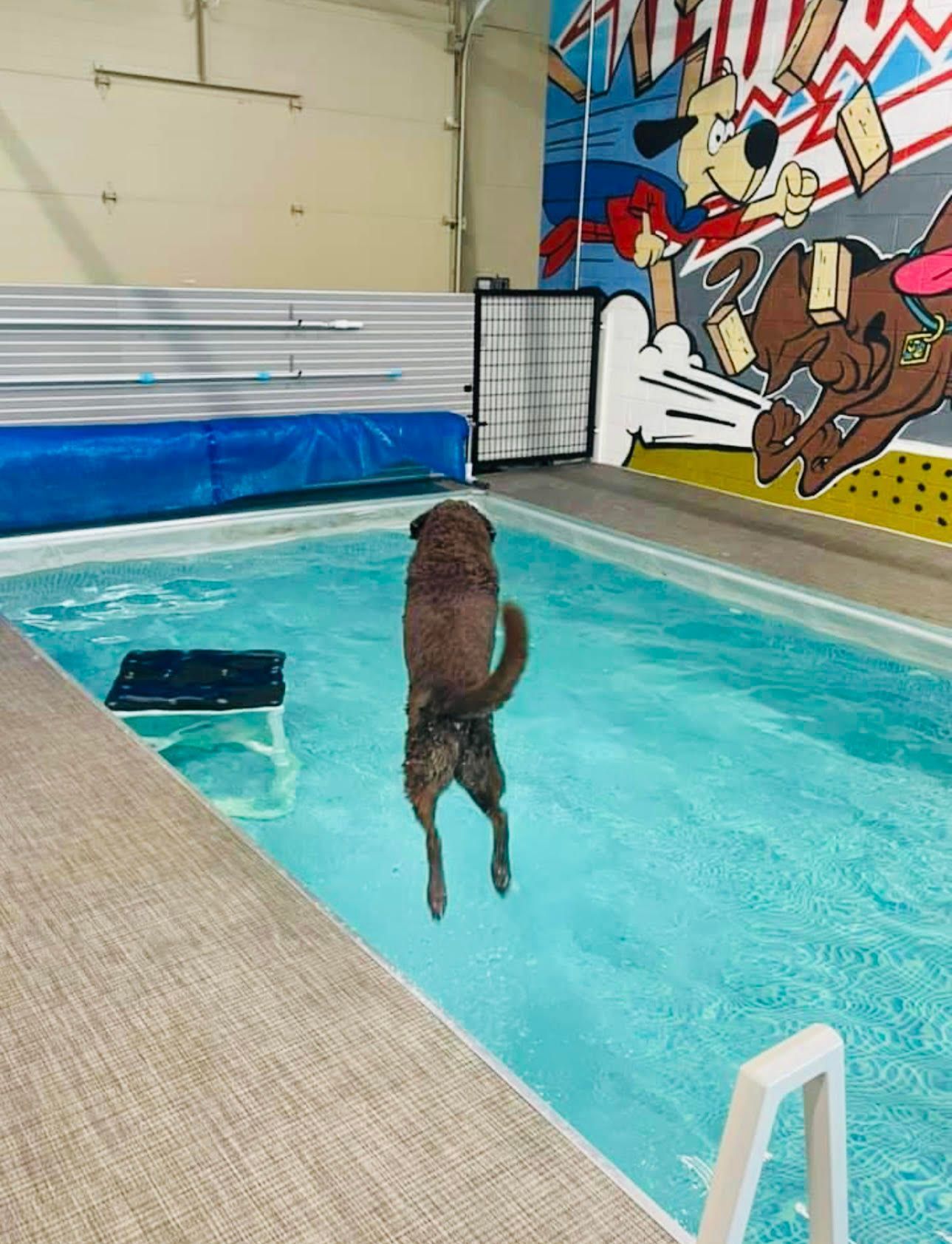Indoor Pool for Dogs | Wauwatosa, WI