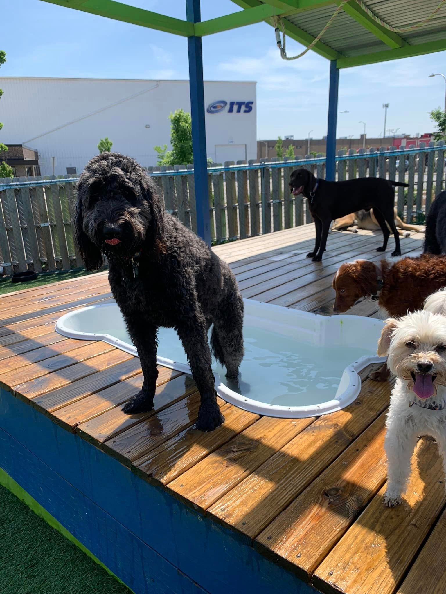 Dog Boarding Milwaukee, WI | Happy Paws Grooming & Daycare