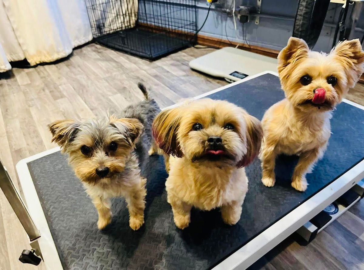 Milwaukee Gallery | Happy Paws Grooming & Daycare