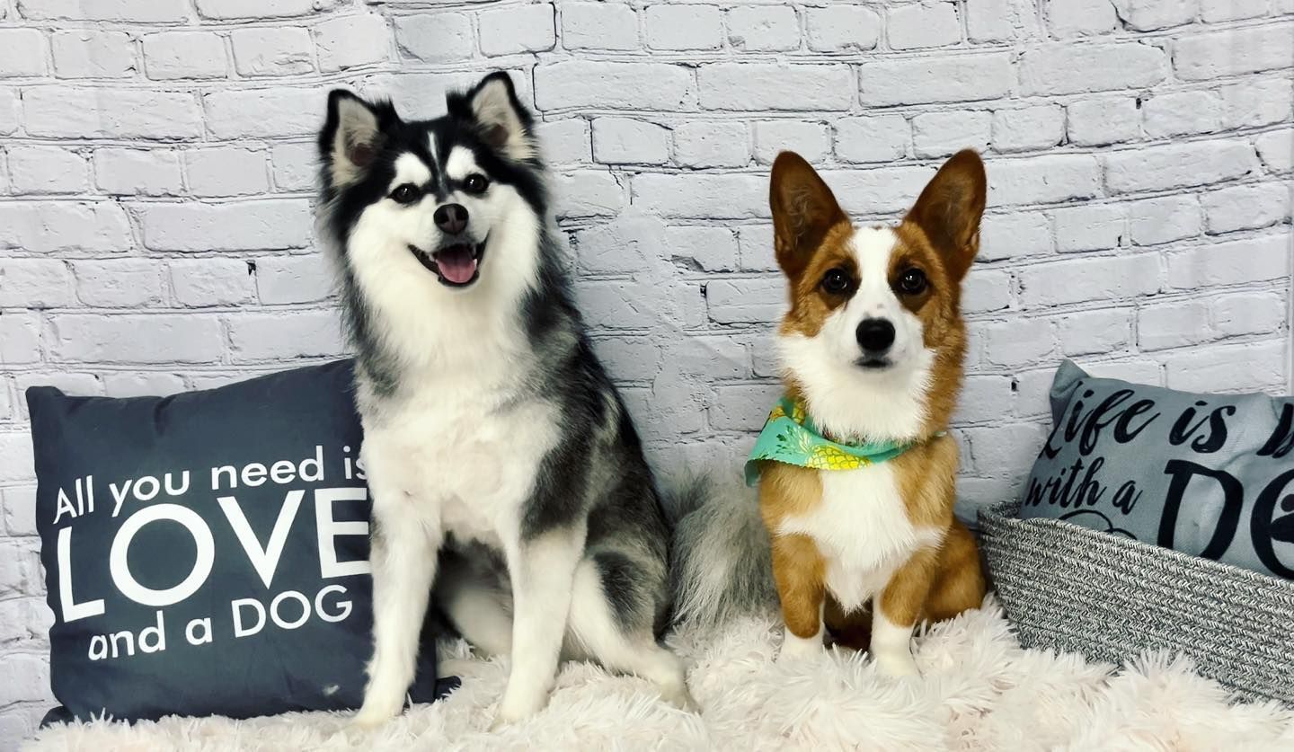 Pet Groomer | Happy Paws Grooming Salon | Morrison, CO