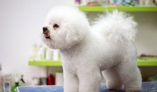 The Original Dog Barber Pet Grooming Services Arlington Heights