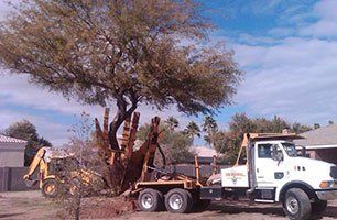 Tree Relocators Inc | Tree Transportation | Scottsdale, AZ