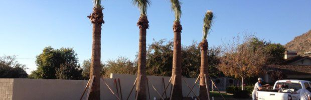 Palm Tree Relocation | Crane Relocation | Scottsdale, AZ