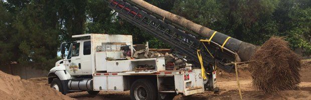 Palm Tree Relocation | Crane Relocation | Scottsdale, AZ