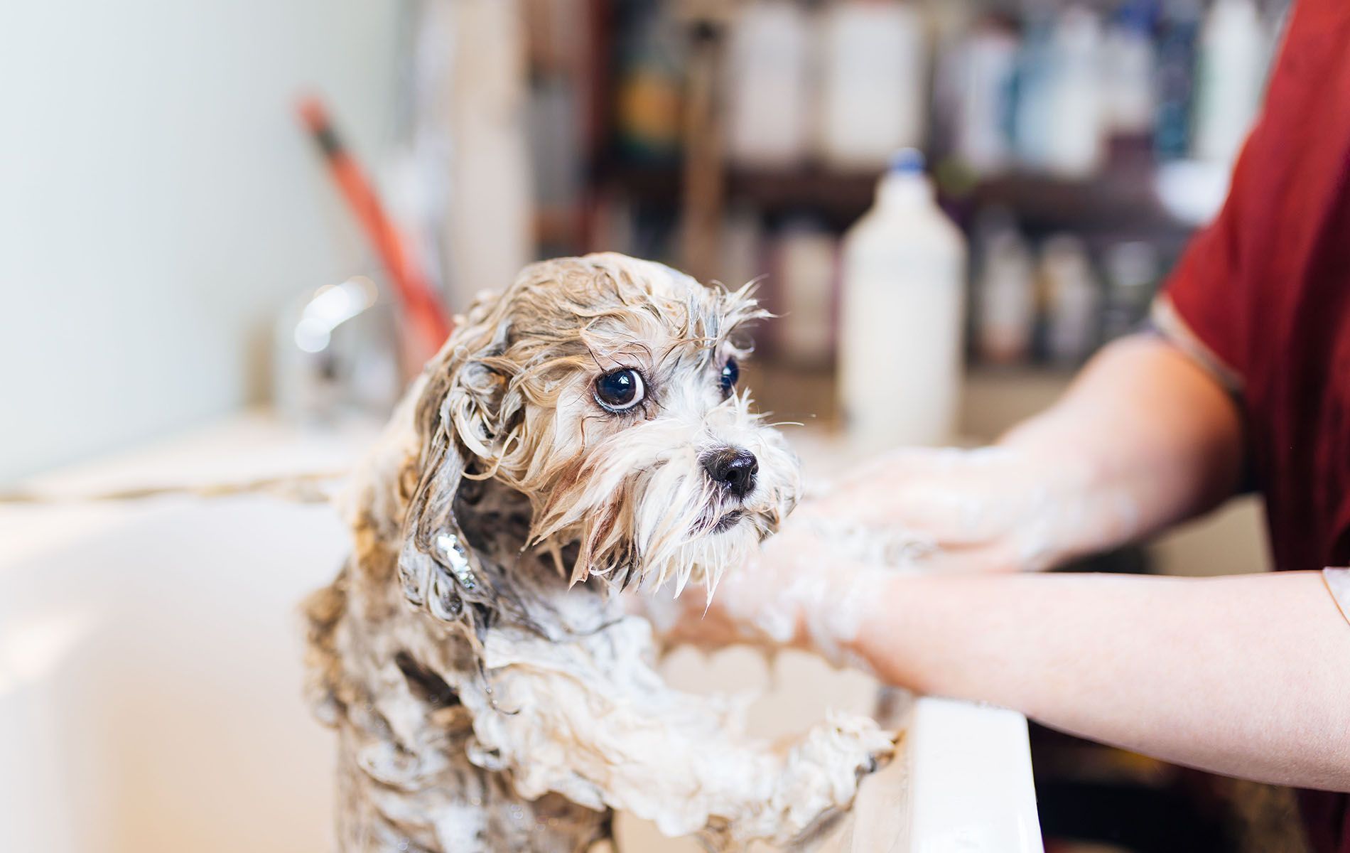 Pet Grooming Mr. Bodhi's Grub & Scrub Solana Beach, CA