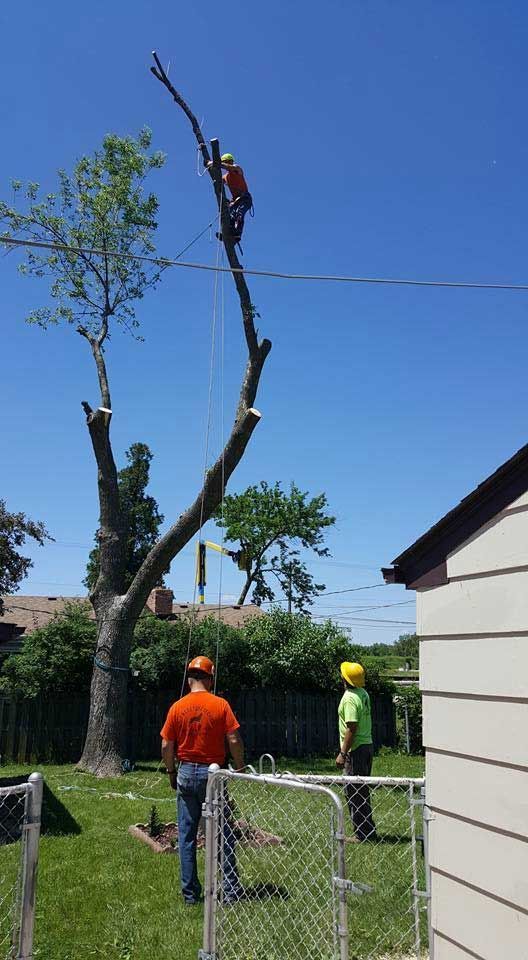 Tree Service | Rockford, IL | Wolf Bros Tree Service