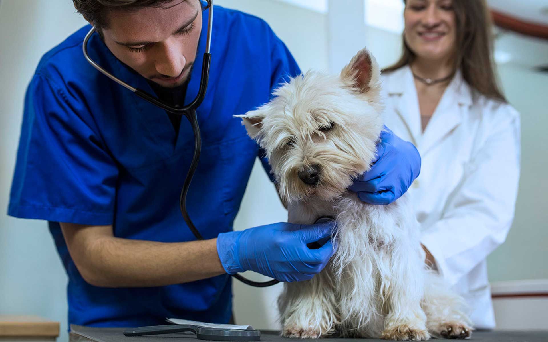 Medical Staffing | Veterinary System Services, Inc. | Morrison, CO