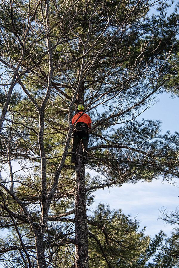 Tree and Lawn Care | Burke's Tree Service | Rochester, NH